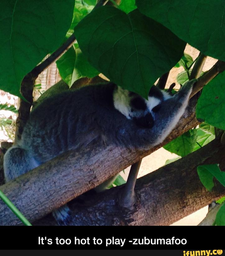 Zabumafu memes. Best Collection of funny Zabumafu pictures on iFunny