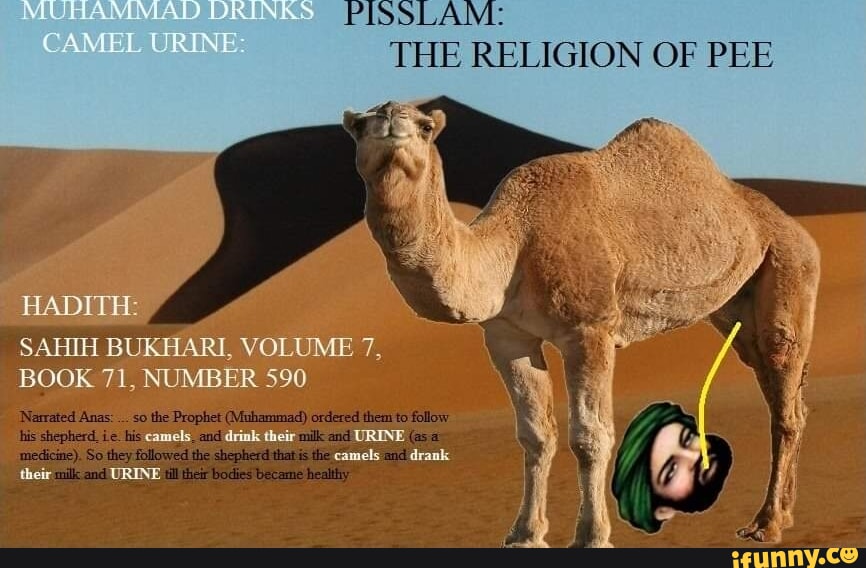 Camel memes. Best Collection of funny Camel pictures on iFunny