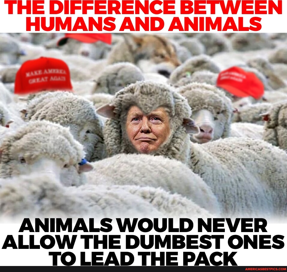 THE DIFFERENCE BETWEEN AND ANIMALS WOULD NEVER ALLOW THE DUMBEST ONES ...