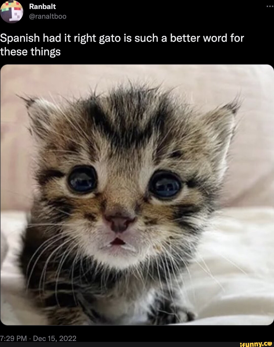 Ranbalt ) @ranaltboo Spanish had it right gato is such a better word ...