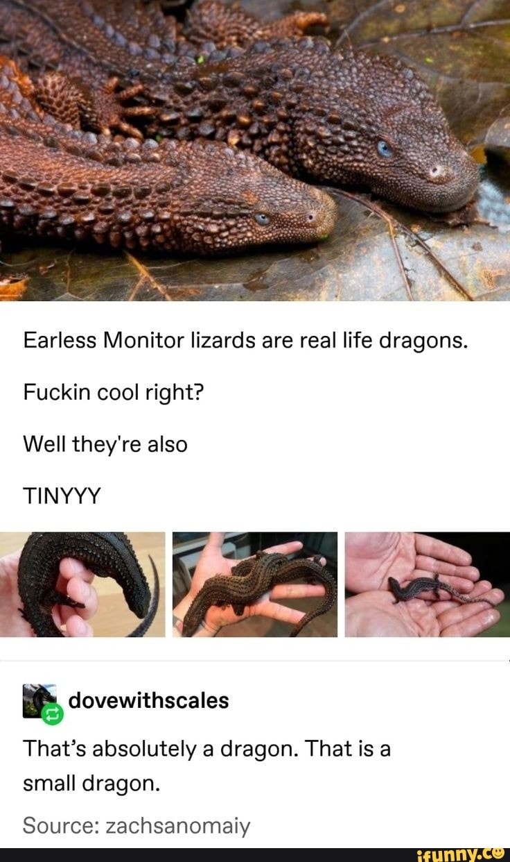 Earless Monitor lizards are real life dragons. Fuckin cool right? Well ...