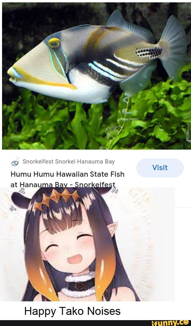 Hanauma memes. Best Collection of funny Hanauma pictures on iFunny