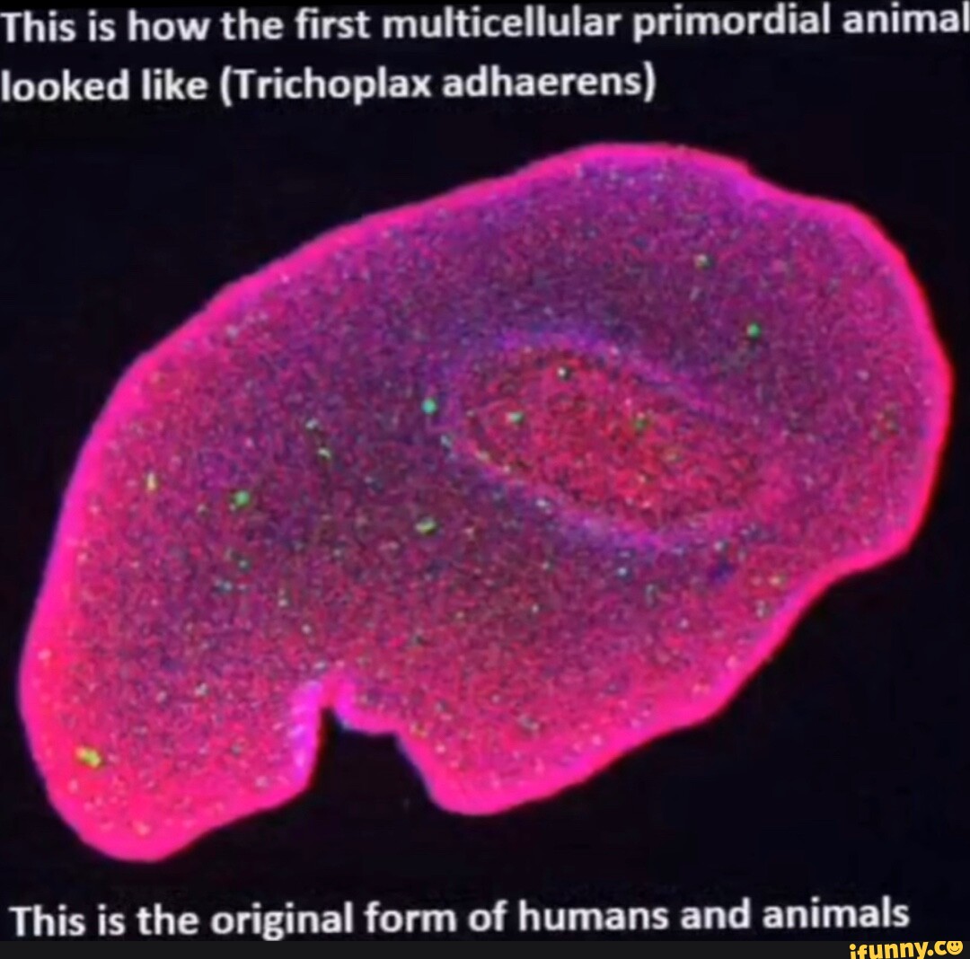 This is how the first multicellular primordial animal looked like ...