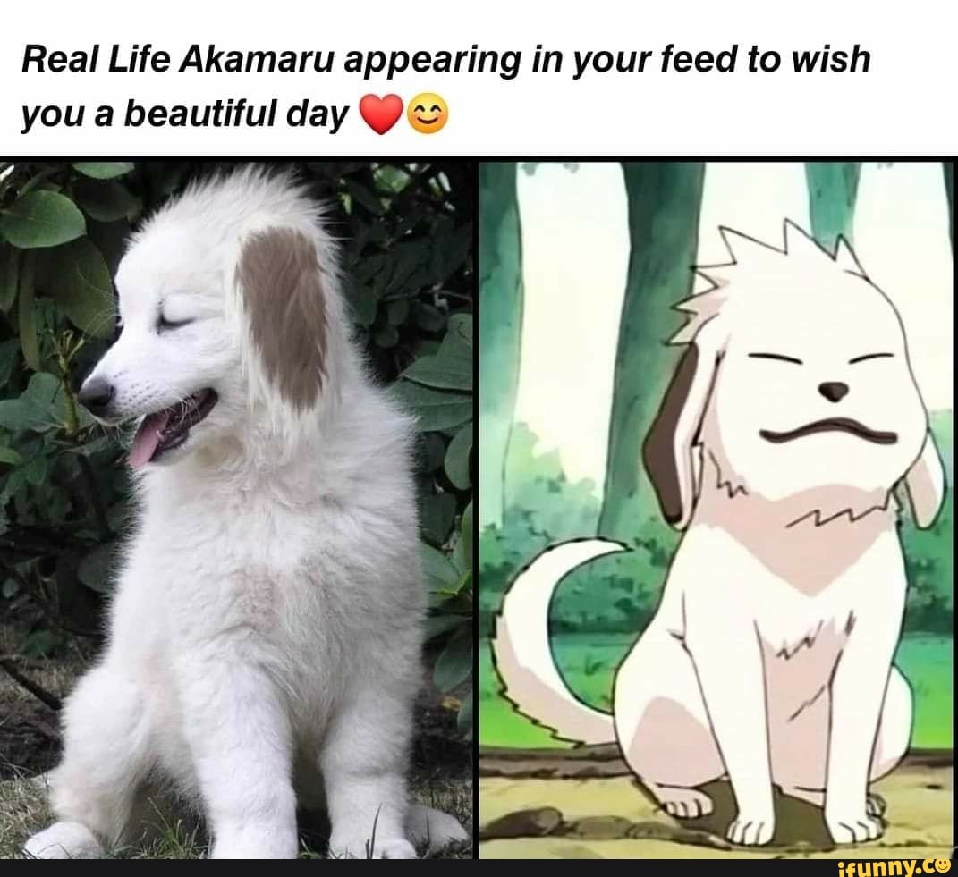 Real Life Akamaru appearing in your feed to wish you a beautiful day aA ...