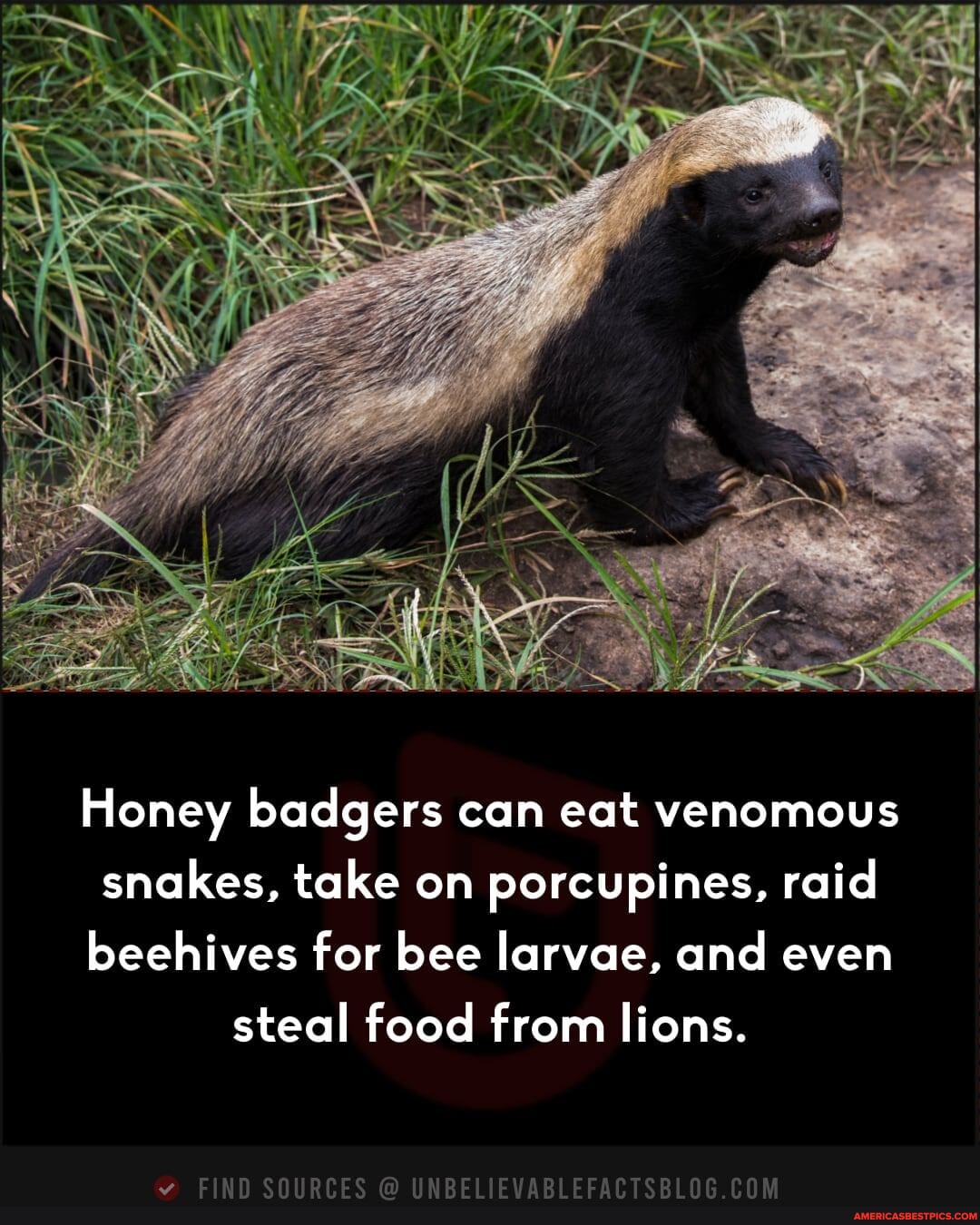 N/A - Honey badgers can eat venomous snakes, take on porcupines, raid ...