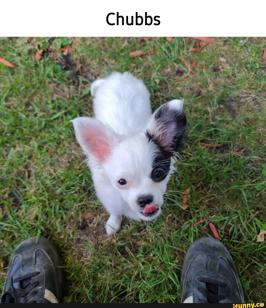 Chubbs memes. Best Collection of funny Chubbs pictures on iFunny