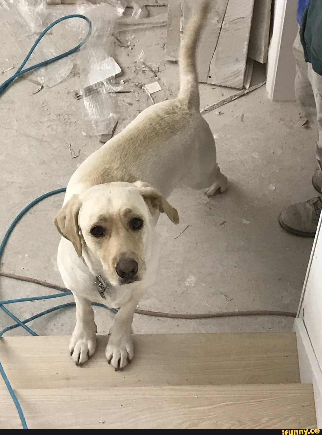 Levi Johnson. The work doggo - iFunny