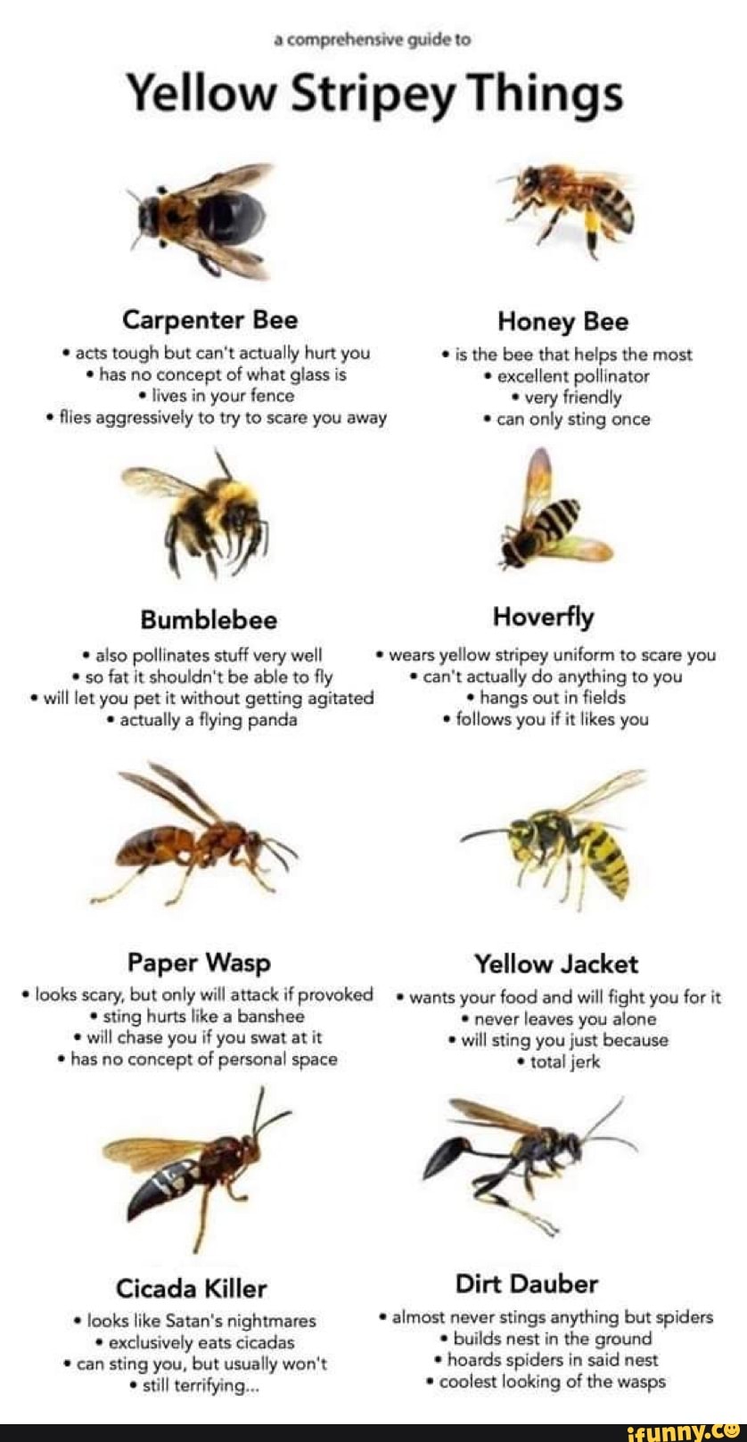 Yellow Stripey Things Carpenter Bee Honey Bee acts tough but can't ...