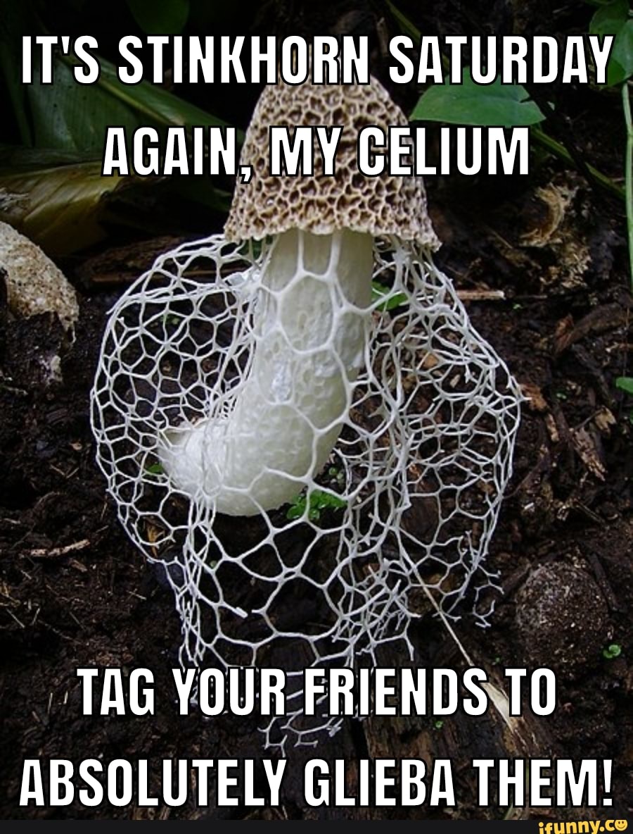 Stinkhorn memes. Best Collection of funny Stinkhorn pictures on iFunny