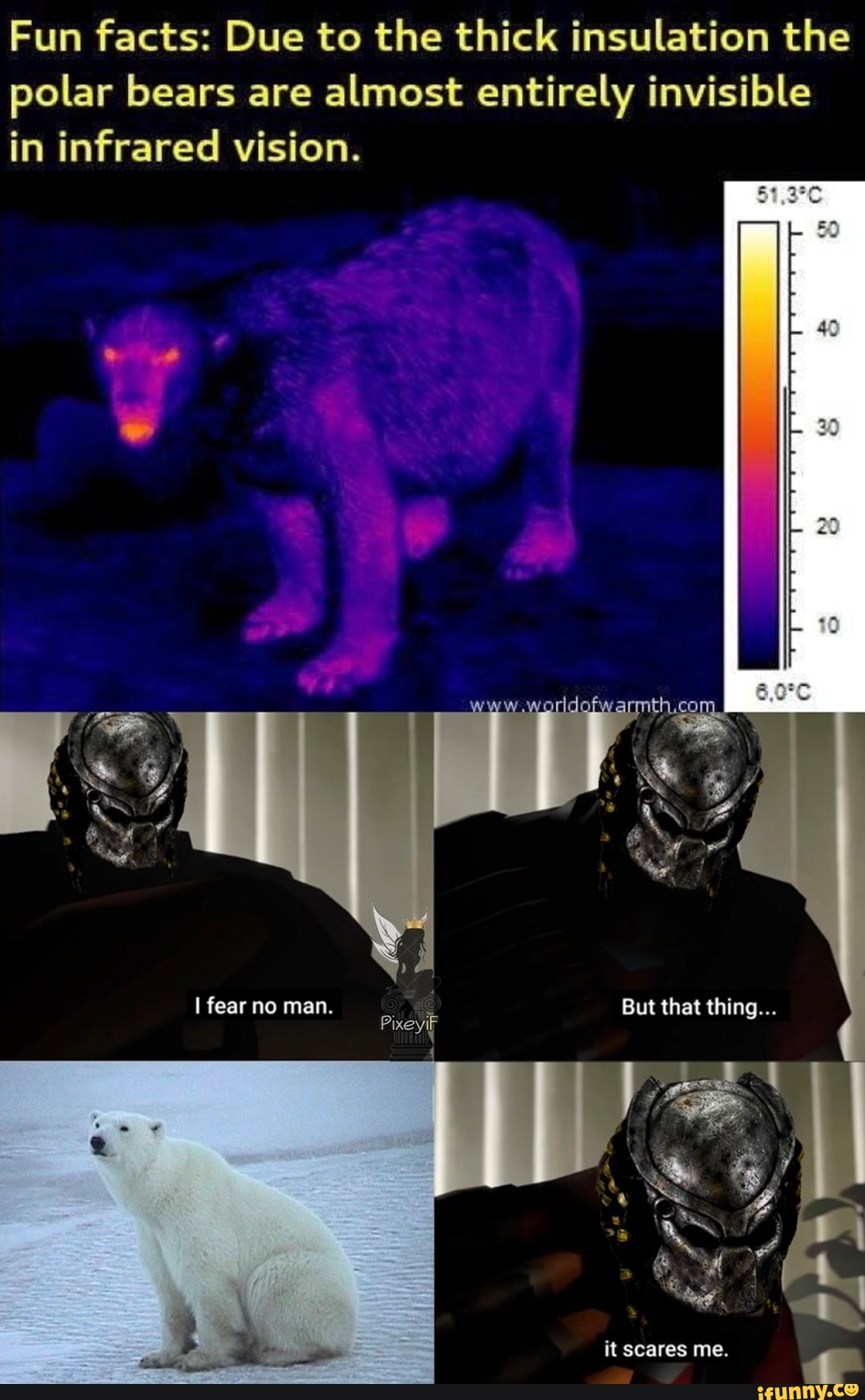 Fun facts: Due to the thick insulation the polar bears are almost ...