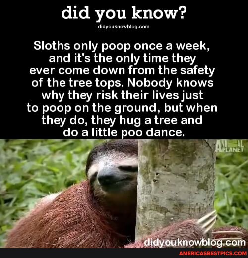 Did you know? Sloths only poop once a week, and it's the only time they ...