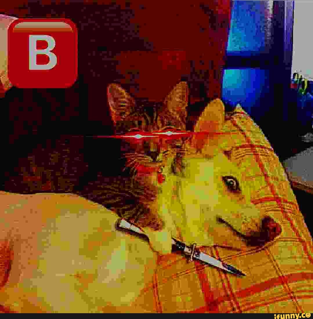 Bcat memes. Best Collection of funny Bcat pictures on iFunny