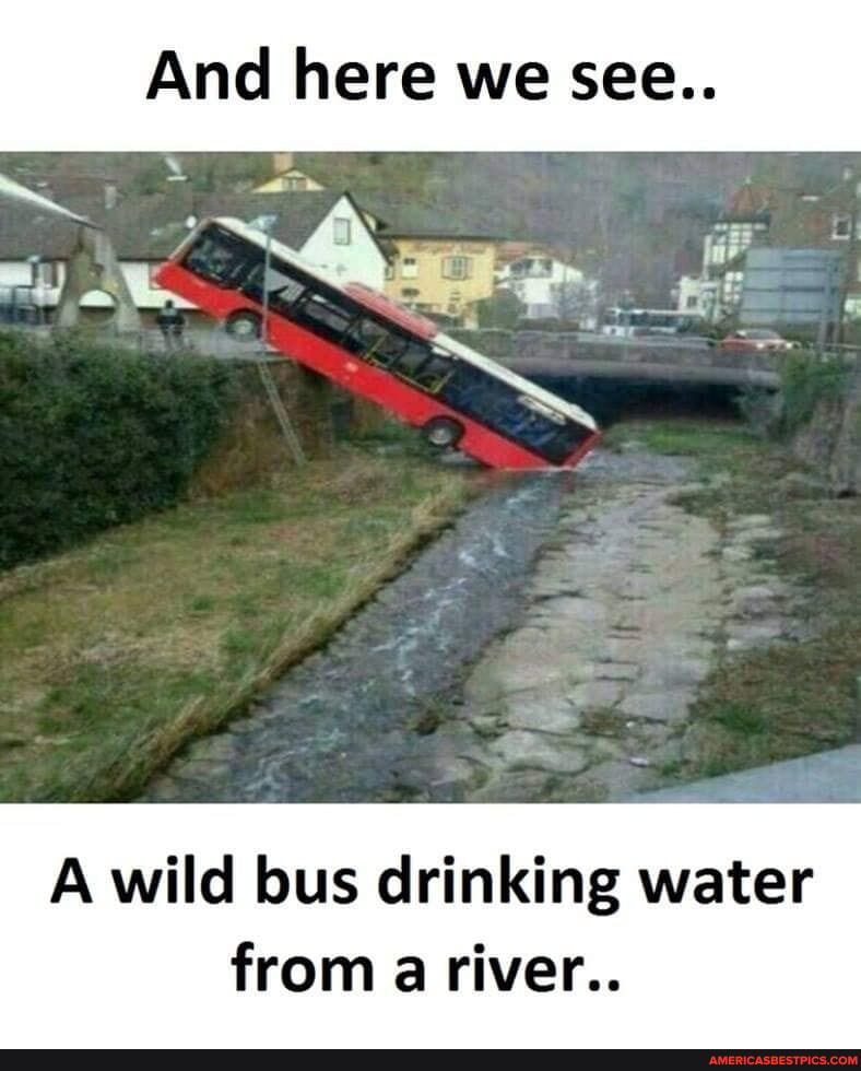 And here we see.. nita' A wild bus drinking water from a river ...