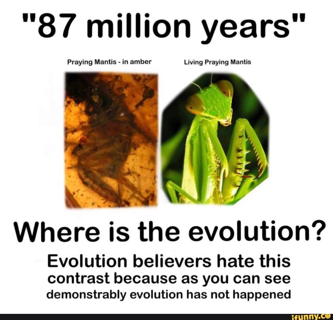 "87 million years" Praying Mantis - in amber Living Praying Mantis ...