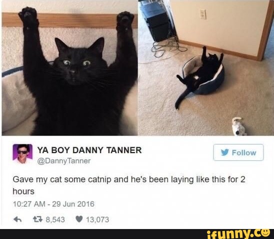 YA BOY DANNY TANNER Gave my cat some catnip and he's been laying like this for 2 hours - iFunny