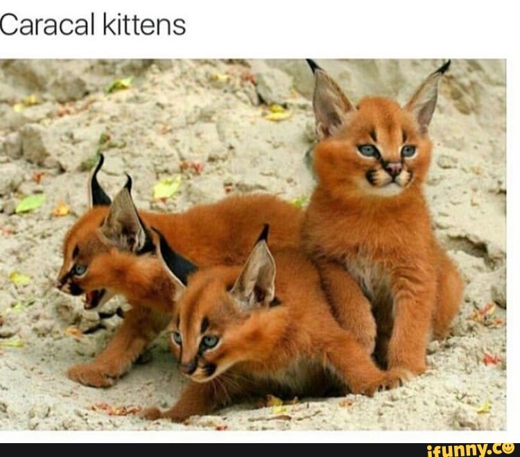 Caracal kittens - iFunny