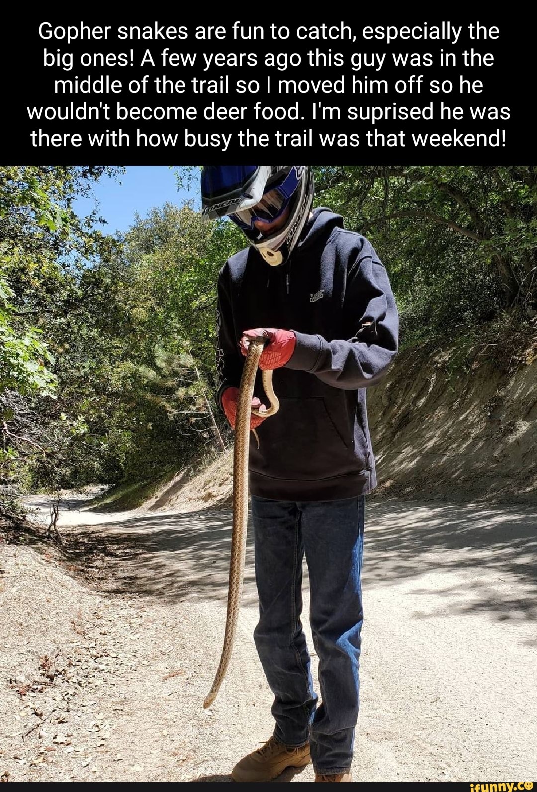 Surprised Gopher Memes