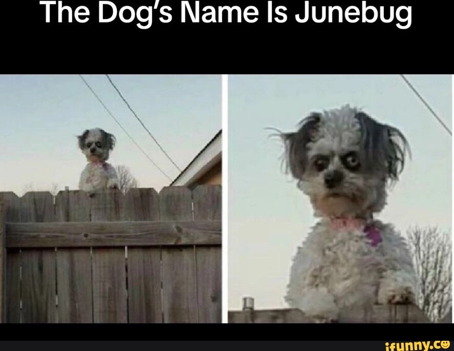 The Dog's Name Is Junebug - iFunny