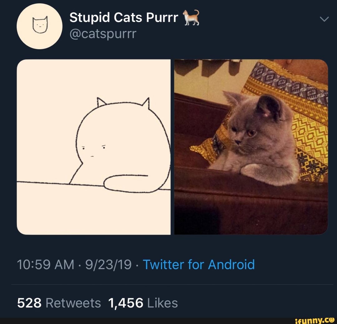 Stupid Cats Purrr H ©catspurrr - iFunny