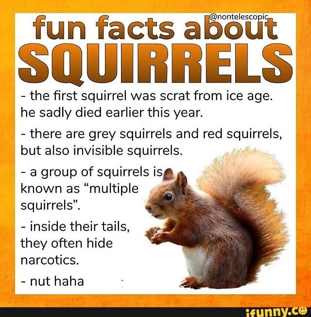 Fun facts a SOUIRRELS - the first squirrel was scrat from ice age. he ...