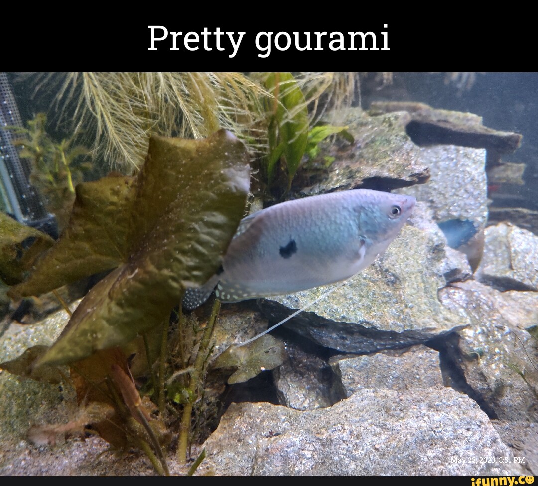 Gourami memes. Best Collection of funny Gourami pictures on iFunny