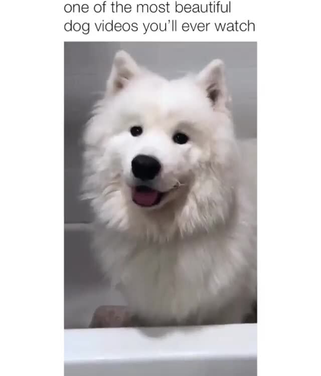 Just sending positive vibes - one of the most beautiful dog videos you ...