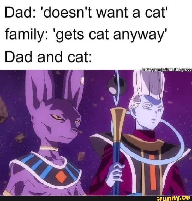 Dad: 'doesn't want a cat' family: 'gets cat anyway' Dad and cat: - iFunny