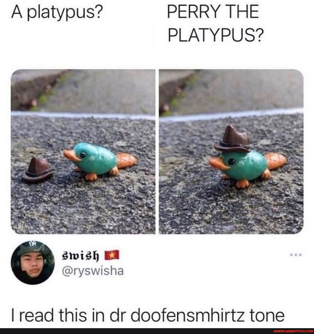 🤣 - A platypus? PERRY THE PLATYPUS? I read this in dr doofensmhirtz ...