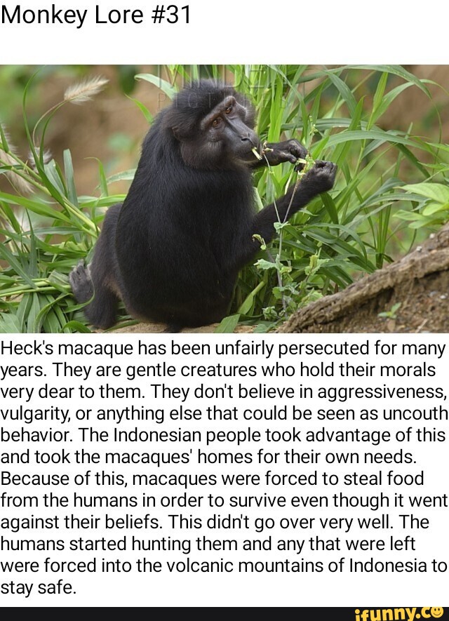 Macaque memes. Best Collection of funny Macaque pictures on iFunny