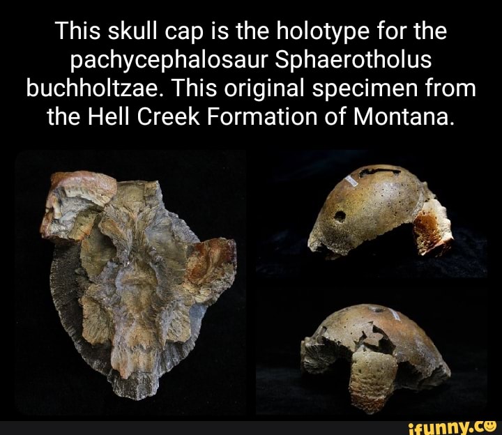 This skull cap is the holotype for the pachycephalosaur Sphaerotholus ...