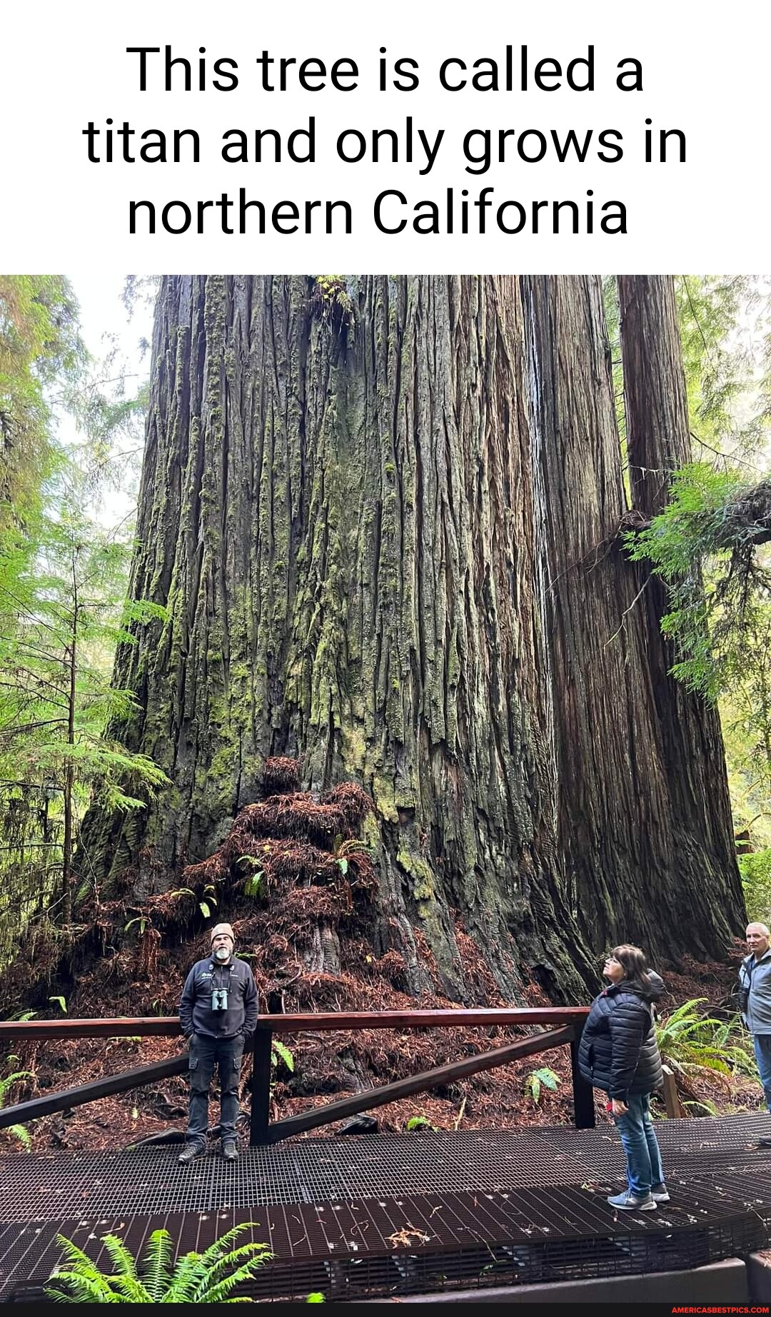 This tree is called a titan and only grows in northern California ...