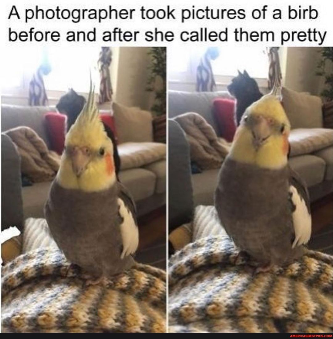 A photographer took pictures of a birb before and after she called them ...