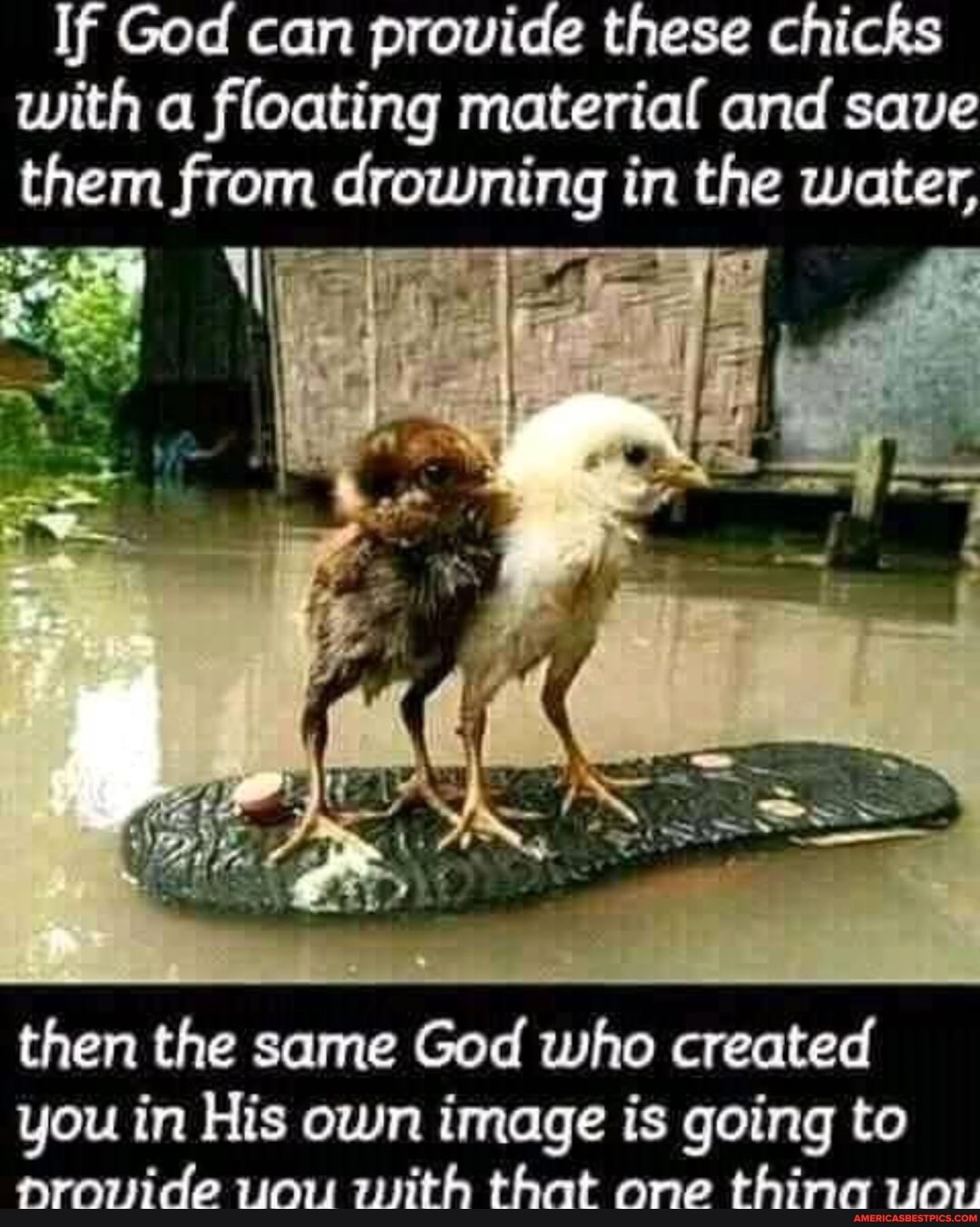 If God can provide these chicks with a floating material and save them ...