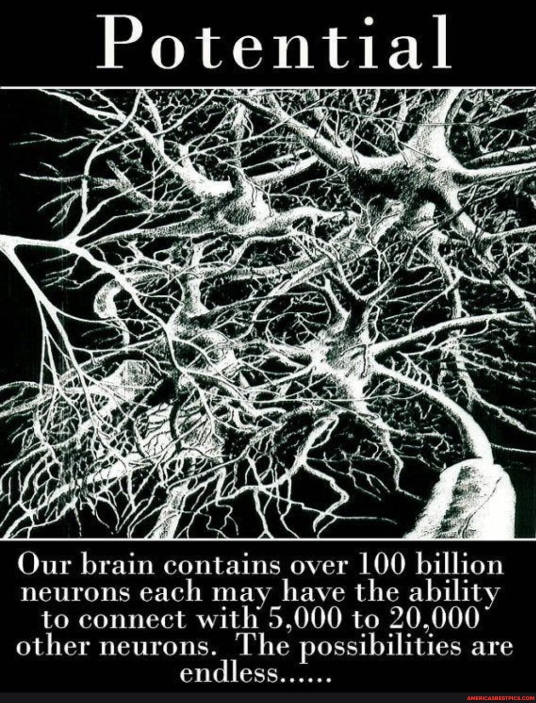 Potential Our brain contains over 100 billion neurons each may have the ...
