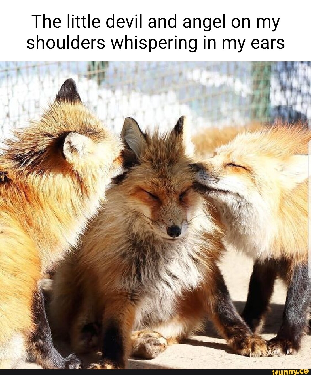 The little devil and angel on my shoulders whispering in my ears I - iFunny