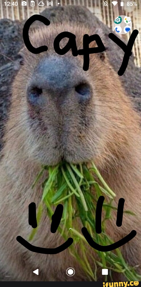 Capy memes. Best Collection of funny Capy pictures on iFunny