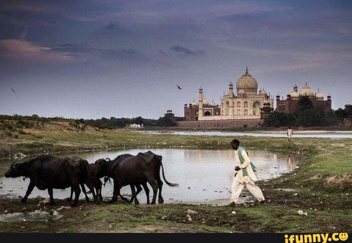 Taj_mahal memes. Best Collection of funny Taj_mahal pictures on iFunny