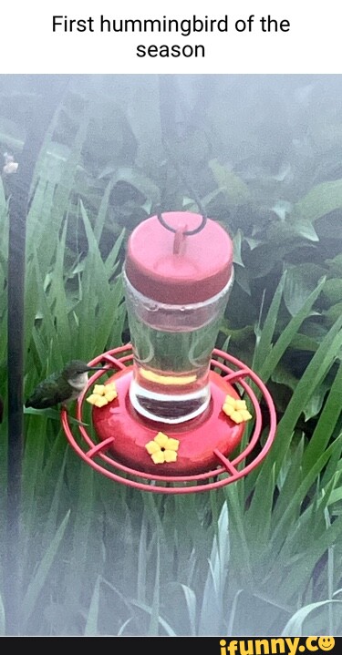 Hummingbird memes. Best Collection of funny Hummingbird pictures on iFunny