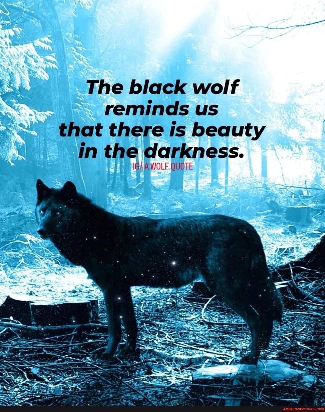 The black wolf reminds us that there is beauty in the darkness. QUOTE ...