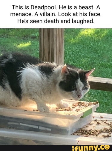 Absolute nightmare blunt rotation I - iFunny