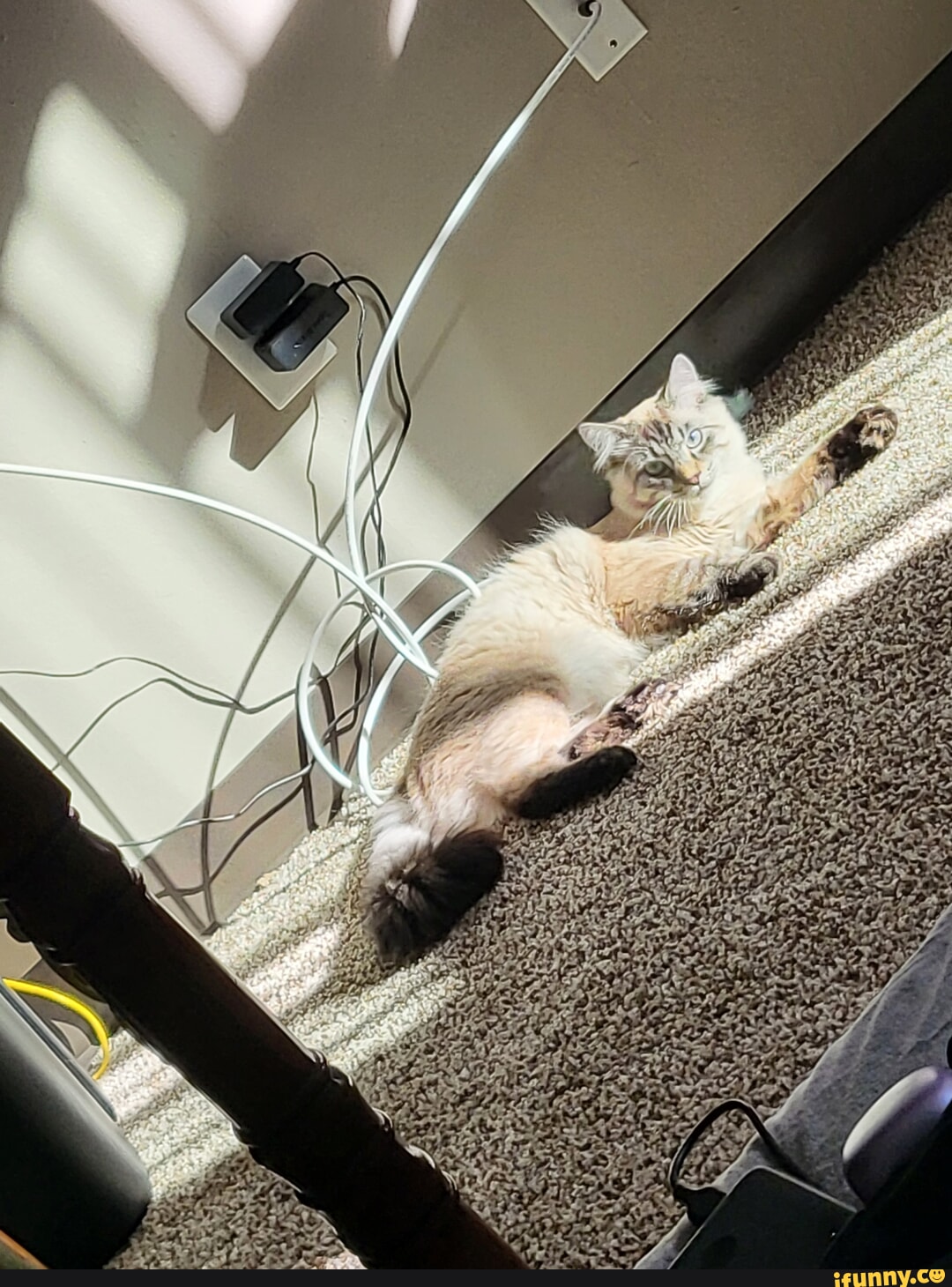 Sunbathing memes. Best Collection of funny Sunbathing pictures on iFunny