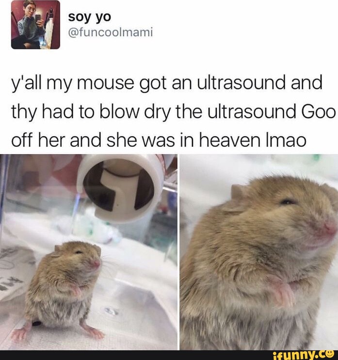 Soy yo y'all my mouse got an ultrasound and thy had to blow dry the ...
