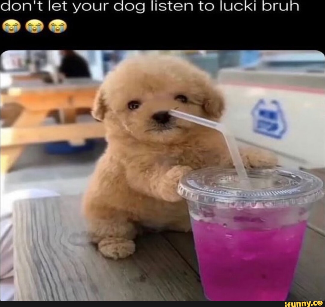 Lucki memes. Best Collection of funny Lucki pictures on iFunny
