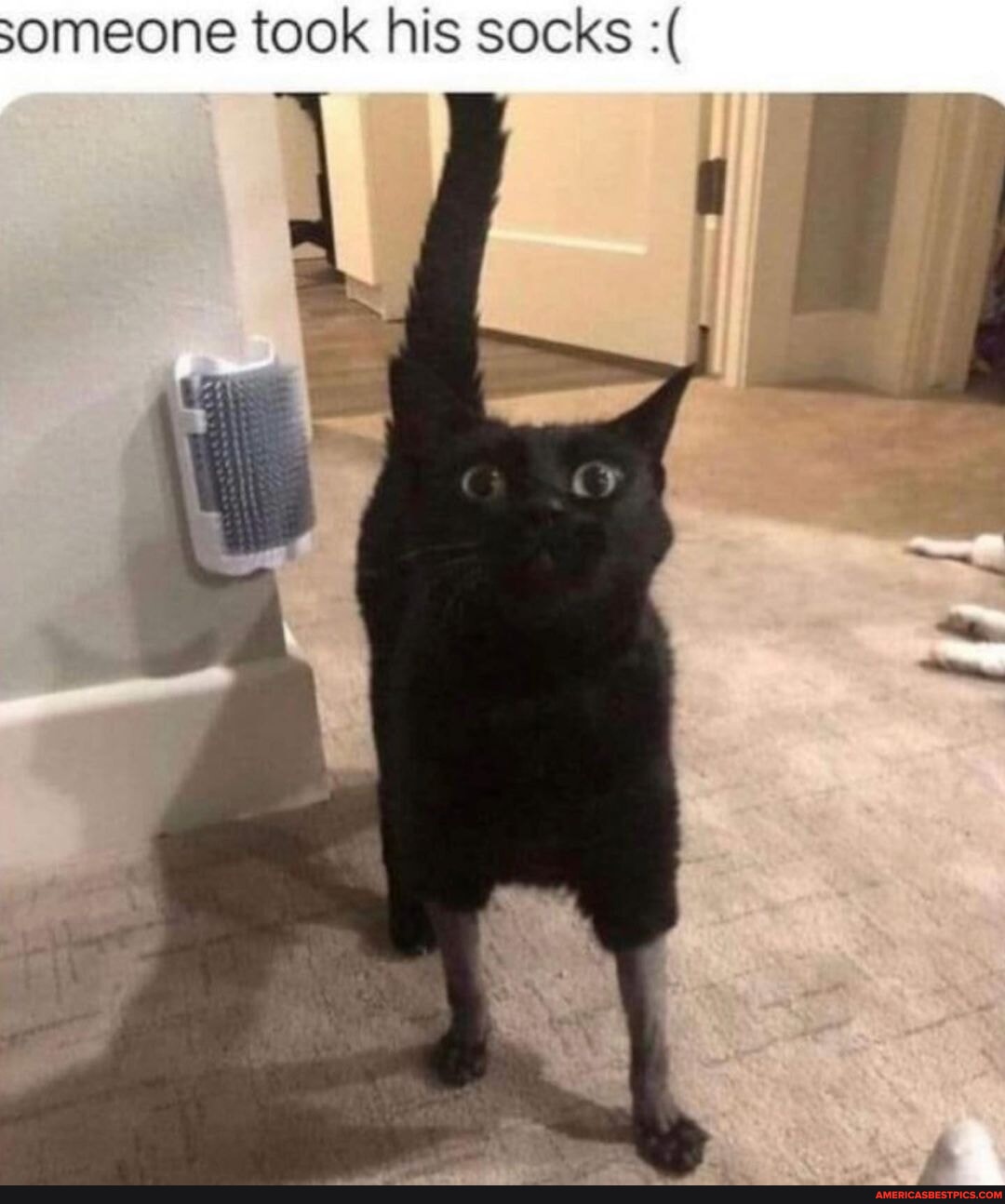 Catmemes catmemesdaily cat kitten instacat catmemesarethebest memecat ...