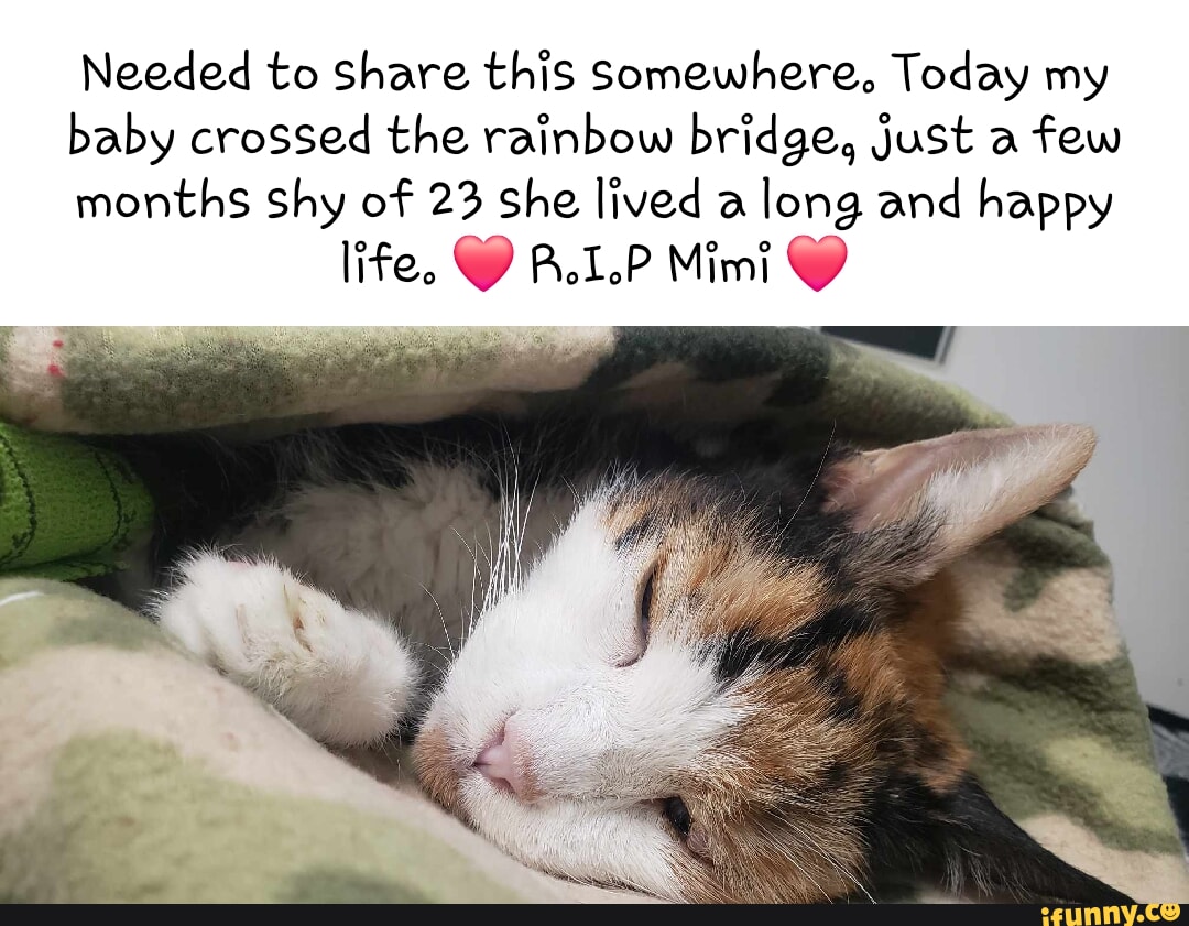 Mimi memes. Best Collection of funny Mimi pictures on iFunny