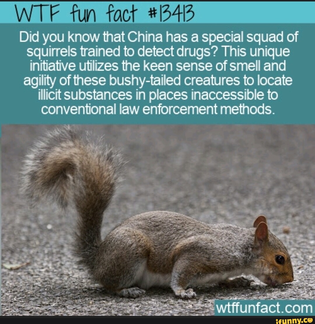 Fun Did you know that China has a special squad of squirrels trained to ...