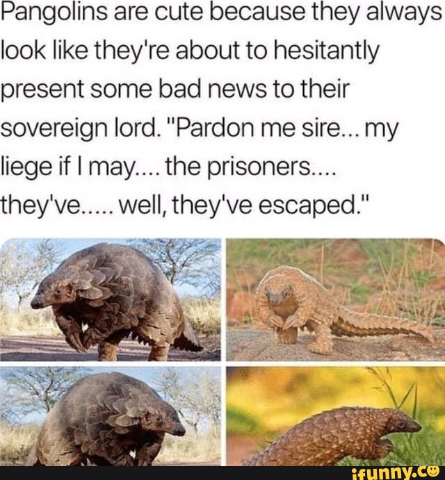 Pangolins memes. Best Collection of funny Pangolins pictures on iFunny