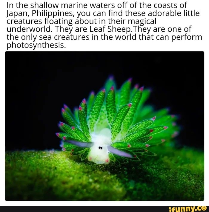 In the shallow marine waters off of the coasts of Japan, Philippines ...