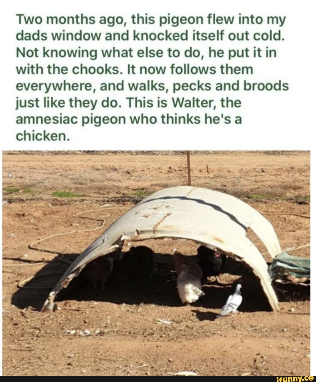 Chooks memes. Best Collection of funny Chooks pictures on iFunny