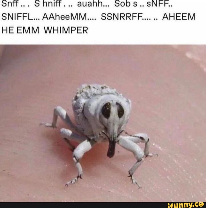Whimper memes. Best Collection of funny Whimper pictures on iFunny